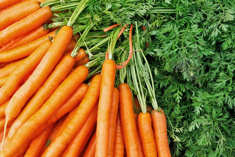 Barishtet e karrotave për zemrën, veshkat dhe kockat - Top Channel