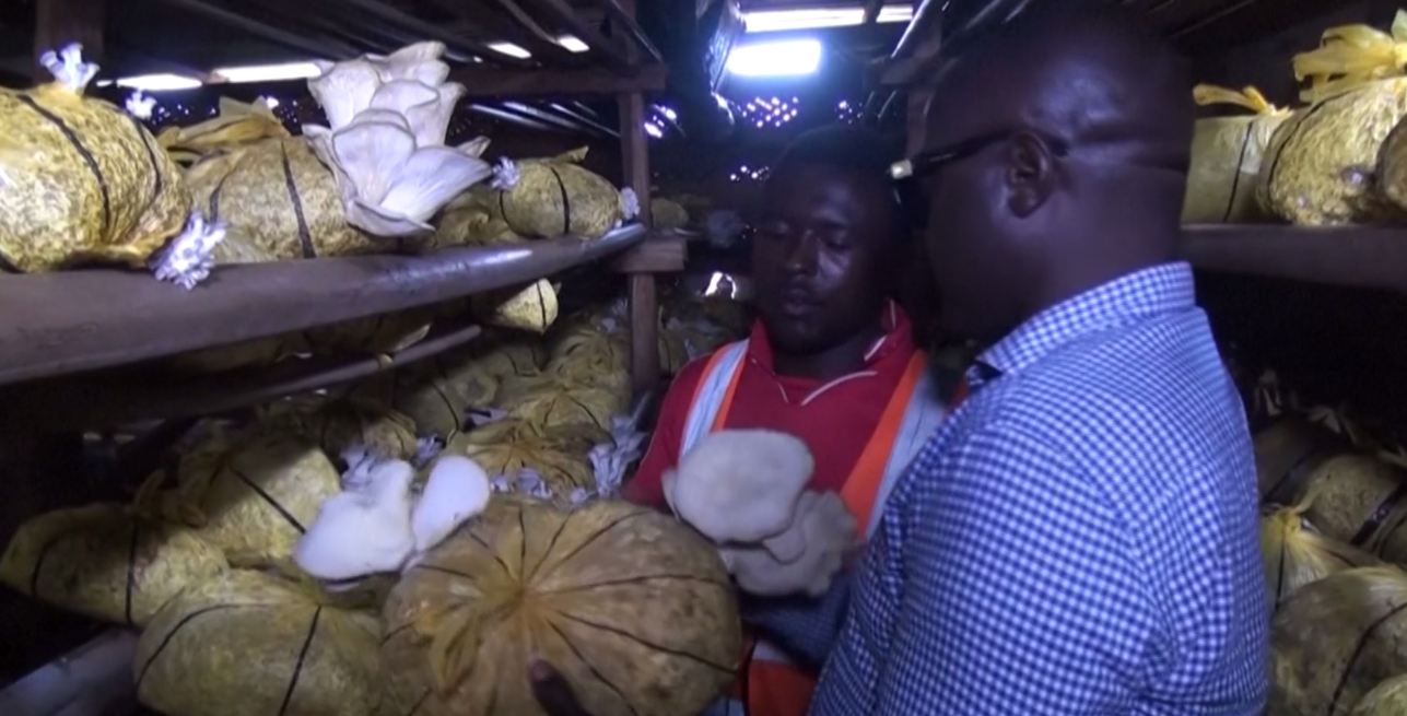 Rritja e kërpudhave ushqyese e terapeutike lulëzon në veriperëndim të ...