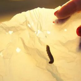 Pështyma e krimbit të dyllit shpërbën plastikën, zbulojnë shkencëtarët ...