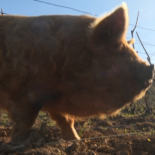 Prodhuesi francez i verës përdor derrat për menaxhimin e barërave të ...