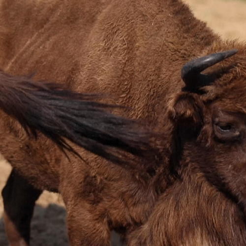 Bizonët evropianë kërcënohen nga gardhi kufitar i Polonisë, thotë ...