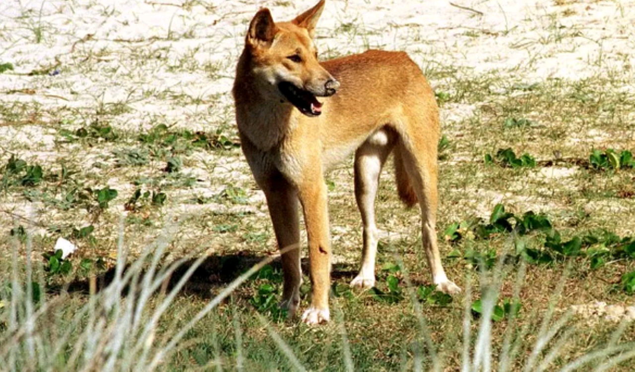 Një vajzë e vogël sulmohet nga qeni dingo në Australi, plagë në kokë ...