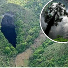Pylli i lashtë zbulohet në shpellën gjigande 200m nën tokë në jug të ...