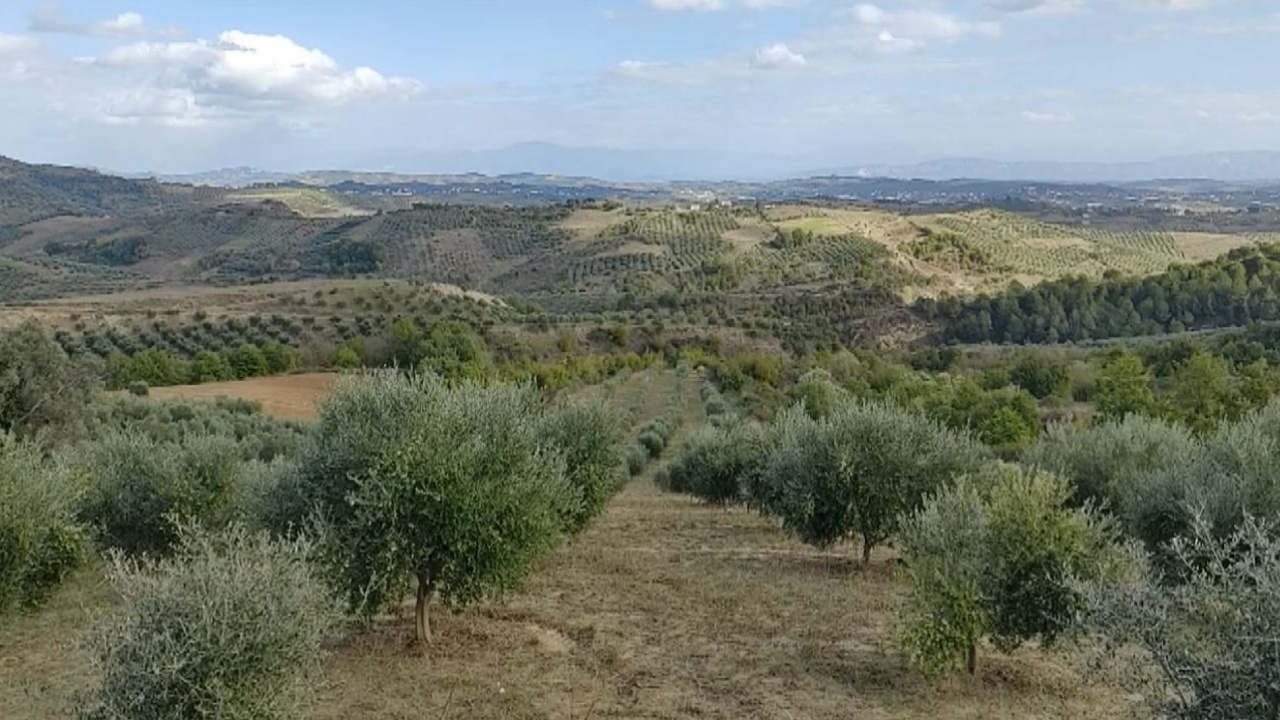 Ullinjtë po prodhojnë më pak! Në Lushnjë vaji i ullirit po shitet me ...