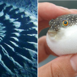 Peshku ‘grykëfryrë’ zbulohet si autori ‘romantik’ i rrathëve misterioze ...