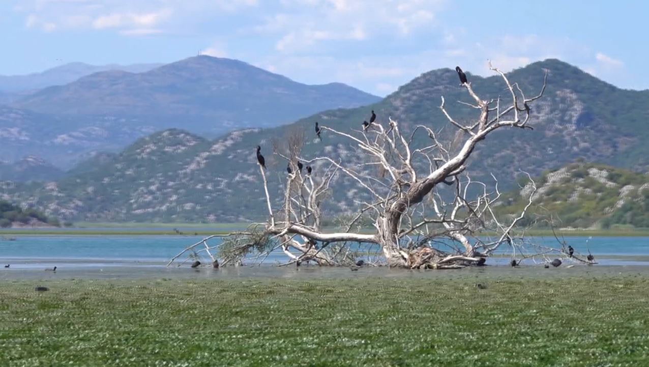Shkodra ka më pak shpendë/ Ndërtimet, klima dhe gjuetia e paligjshme po ...