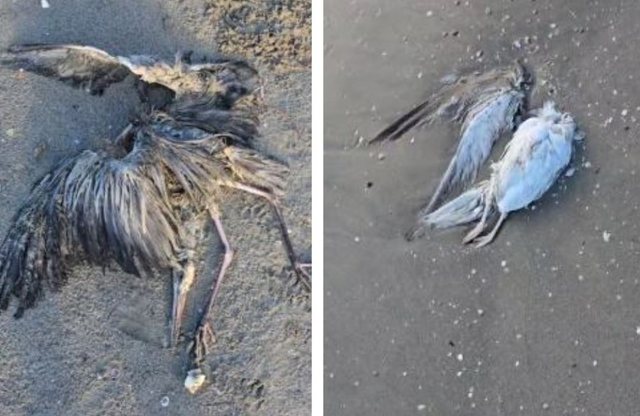 Vija bregdetare e Plazhit të Vjetër në Vlorë “pushtohet” nga shpendë të ...